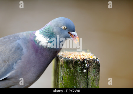 Wood pigeon picking up grain withs its beak from the top of a wooden ...