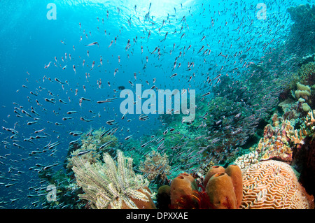 Convict Blenny, Pholidichthys leucotaenia, Bunaken, Manado, North ...
