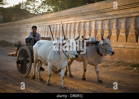 Myanmar, Bagan, daily life, cows Stock Photo - Alamy