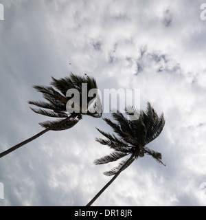 Palm tree at hurricane windstorm. Strong wind make palm leaf heavy blow ...