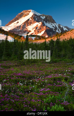 OREGON - Heather, paintbrush and Avalanche lilies blooming at sunrise ...
