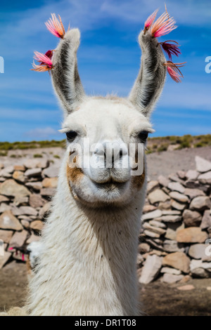 Head and neck of a llama facing forward with ears decorated with red ...
