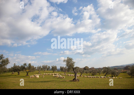 sheep, countryside, scansano, province of grosseto, tuscany, italy ...