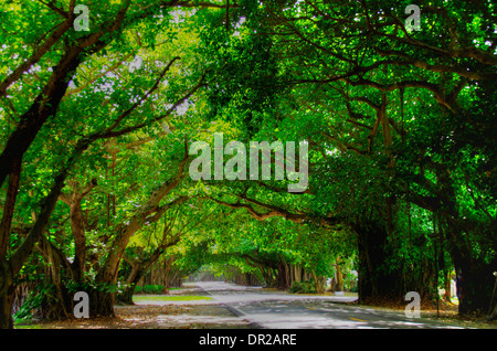 Old Banyan Trees Along Old Cutler Road in Miami Stock Photo - Alamy