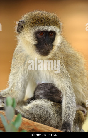 Vervet Monkey (Cercopithecus aethiops pygerythrus) adult with juvenile ...