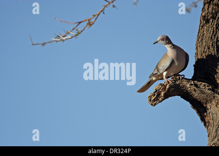 Mourning collared doves Streptopelia decipiens. Oiseaux du Djoudj ...