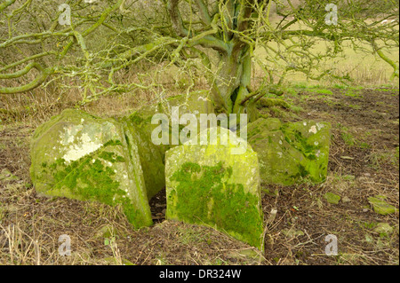 Moss Covered Stone at the Long Barrow at Ffostyll Stock Photo - Alamy