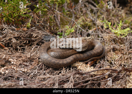 The smooth snake, Coronella austriaca in the grass in the National park ...