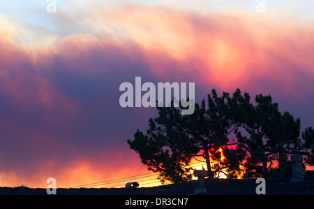 Sun through smoke filled sky and Palm Trees, La Jolla, California Stock ...