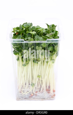 Radish sprouts growing in vegetable garden in greenhouse Stock Photo ...