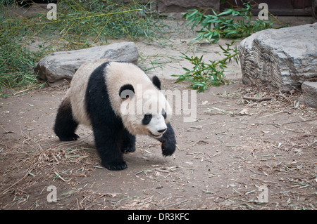 The Giant Panda, Ailuropoda melanoleuca, also known as panda bear, is a ...
