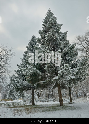 The first snow in the city park Stock Photo - Alamy