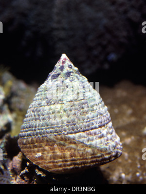 Trochus maculatus, Trochidae Stock Photo - Alamy