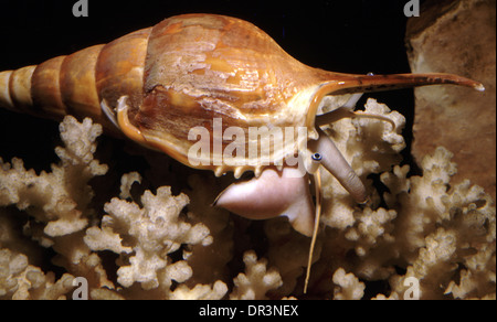 spindle tibia, shinbone tibia (Tibia fusus), snail shell Stock Photo ...