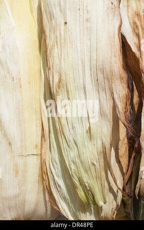 roasted corn with husks Stock Photo - Alamy