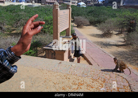 Nidhivan, vrindavan, uttar pradesh, india, asia Stock Photo - Alamy