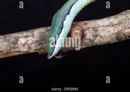 Philodryas baroni, Baron's green racer, stone near river habitat ...