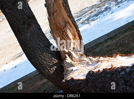 Hurricane wind broken tree damaged power line and communication wire in ...