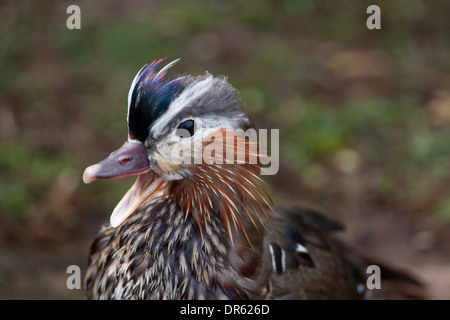 Mandarin drake in partial, transitional, eclipse plumage (Aix ...