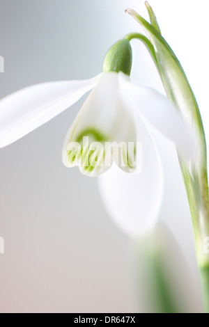 British Snowdrop in spring and full flower Stock Photo - Alamy