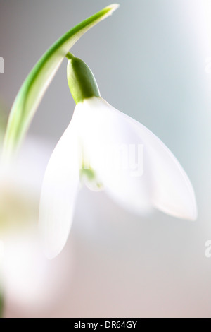 British Snowdrop in spring and full flower Stock Photo - Alamy