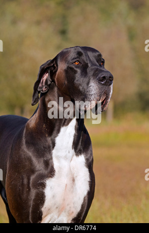 Close up of Great Dane / Deutsche Dogge / German Mastiff, one of the ...