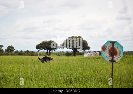 Zambia country side, near Lusaka Stock Photo - Alamy