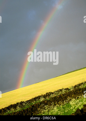 rainbow above a corn field Stock Photo - Alamy