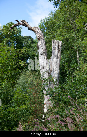 Lone dead tree with no leaves in barren countryside in England under ...