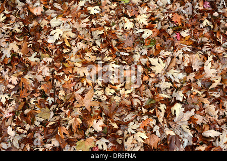 A carpet of fallen autumn leaves covers the green grass in this low ...