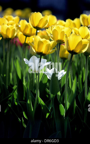 Yellow first spring flowers illuminated by bright light Stock Photo - Alamy
