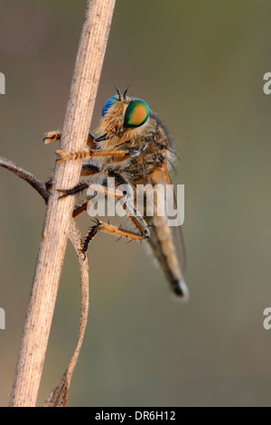 Robber fly portrait-macro photography Stock Photo - Alamy