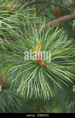Korean Pine Tree (Pinus koraiensis 'Shibamichi') in a garden in Rural ...