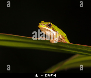 Pygmy rain frog Stock Photo - Alamy