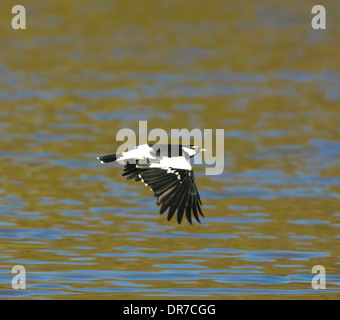 australian magpie in flight with wings out stretched, western australia ...
