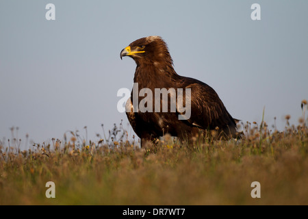Steppe Eagle (Aquila nipalensis) .Falconry in Germany Stock Photo - Alamy