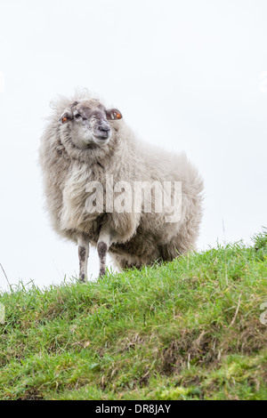 on the field is there an sheep stay around and eat the grass Stock ...