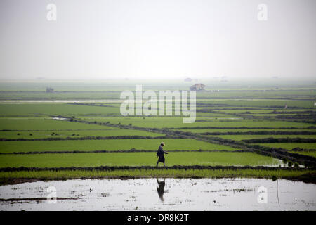 A man walks past a paddy field with multiple shades in Sopore, District ...