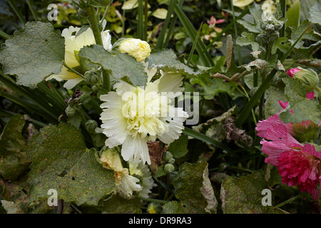 Example of flower bloom showing attacks from various insects and pests ...
