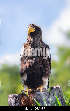 Steller's Sea eagle Stock Photo - Alamy