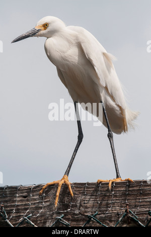 Snowy Egret feet, Egretta thula, Sanibel Island, Florida Stock Photo ...