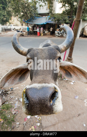 A free-range brahman cow in pasture in grassland on a rural farm, South ...