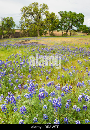 the countryside of northern California in springtime Stock Photo - Alamy