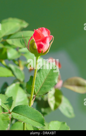Red Rose on the Branch in the Garden. Red roses in in Full Bloom ...