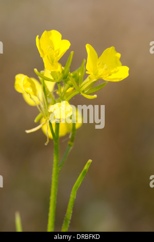 Charlock - Sinapis arvensis Stock Photo - Alamy