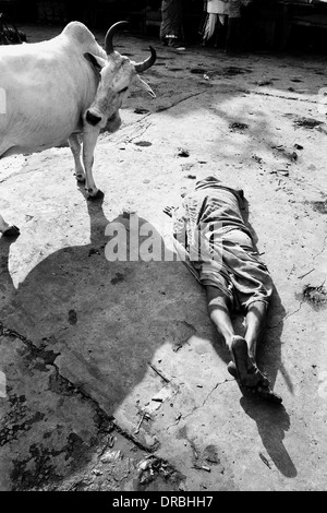 Prostrate man praying and cow Jagannath temple Puri Orissa Asia India ...