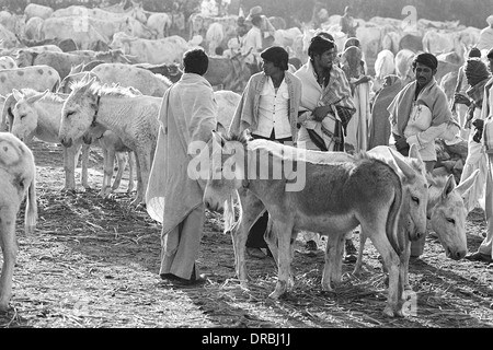 Market of donkey for sale Vautha fair Gujarat India Asia 1983 Stock ...