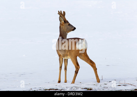 Ree; Roe deer Stock Photo - Alamy