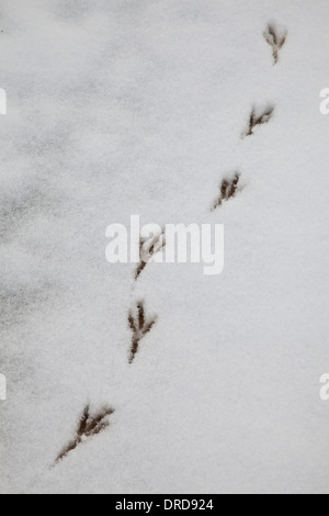 Bird Marks in Snow Stock Photo - Alamy