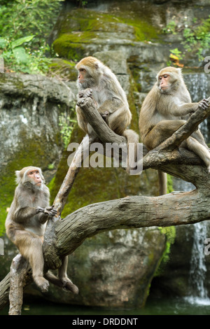 Formosan rock macaque Macaca cyclopis in Zhiben national recreational ...